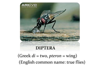 Classification of insects | PPTX