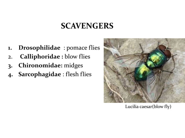 Classification of insects | PPTX | Birdwatching | Hobbies & Interests