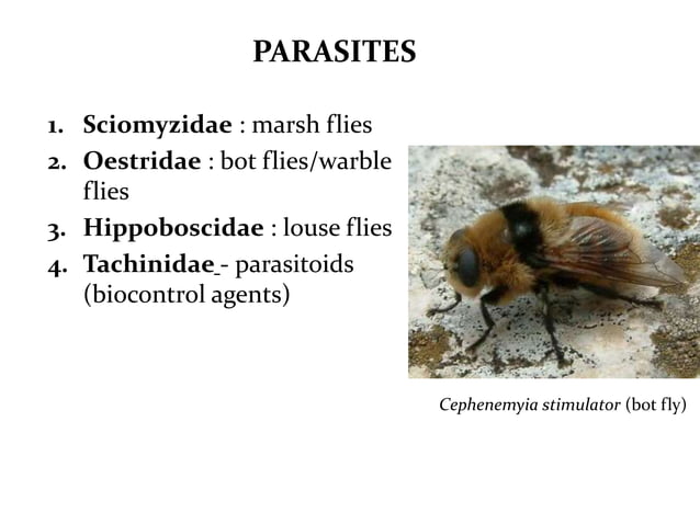 Classification of insects | PPTX | Birdwatching | Hobbies & Interests