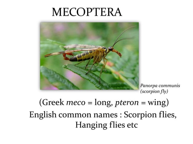 Classification of insects | PPTX | Birdwatching | Hobbies & Interests