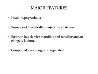 Classification of insects | PPTX