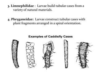 Classification of insects | PPTX