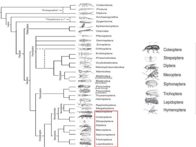 Classification of insects