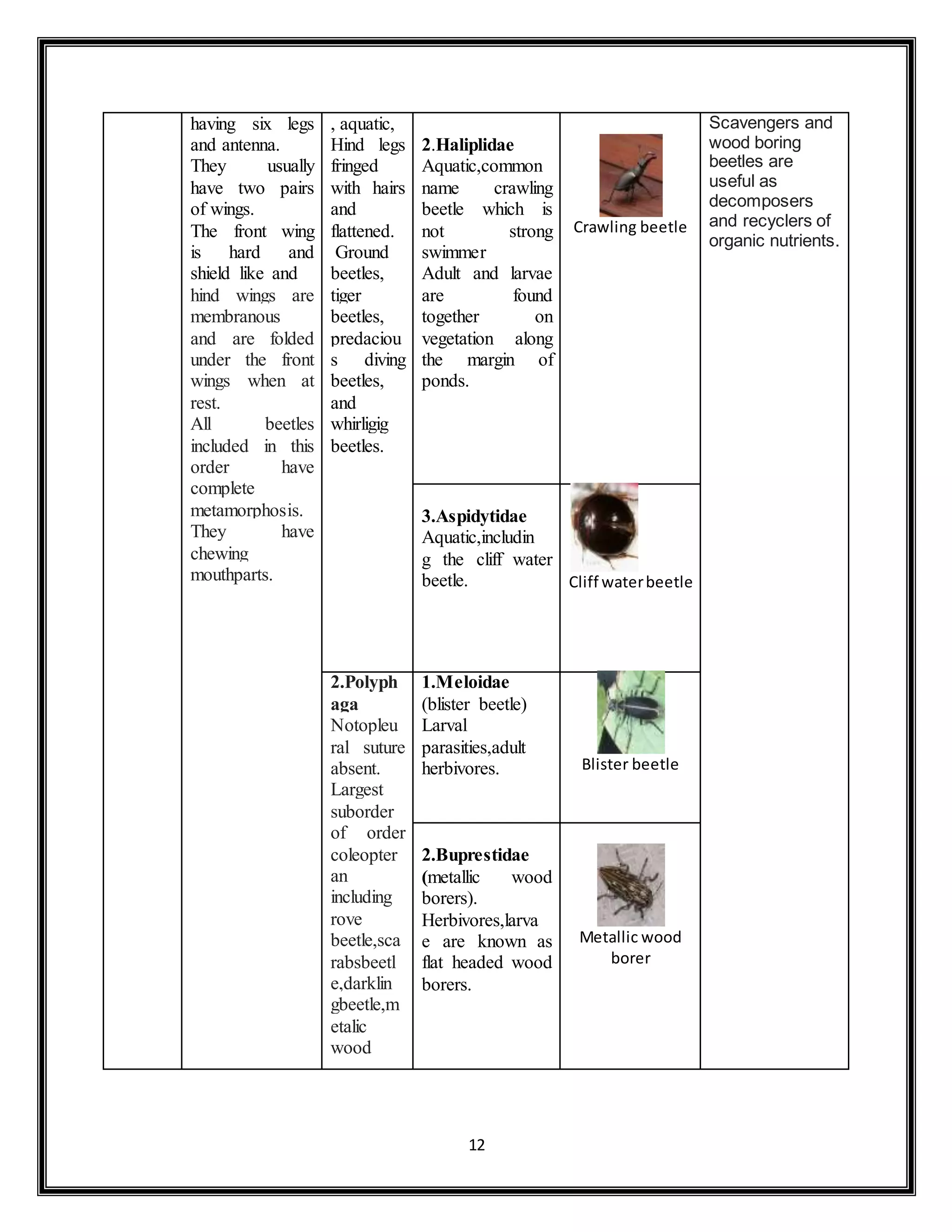 Classification of insects assignment | DOCX