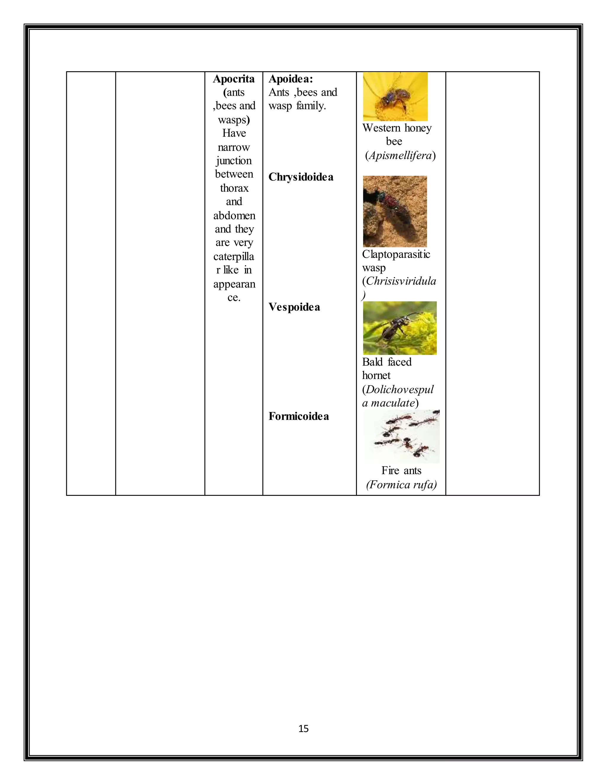 Classification of insects assignment | DOCX
