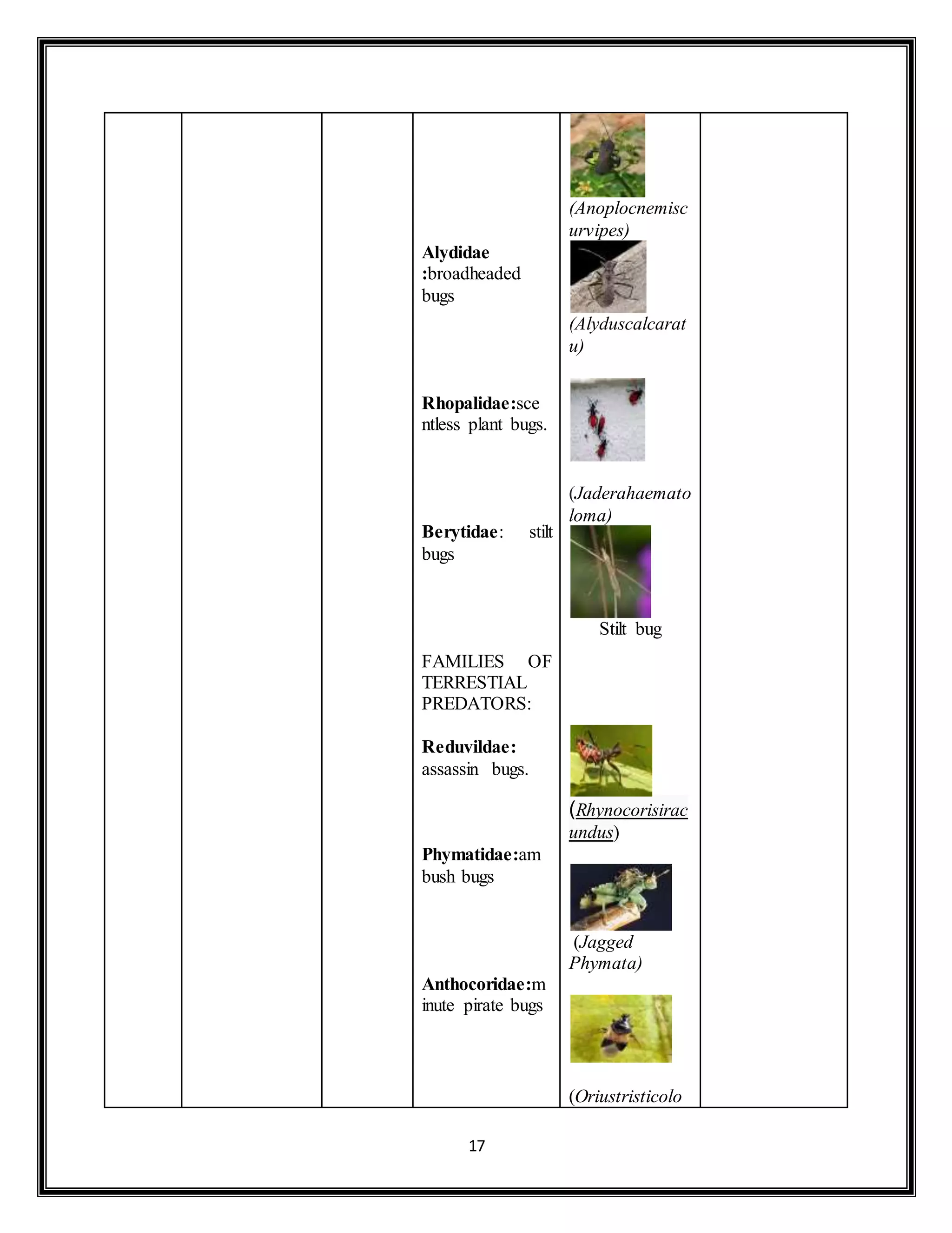 Classification of insects assignment | DOCX