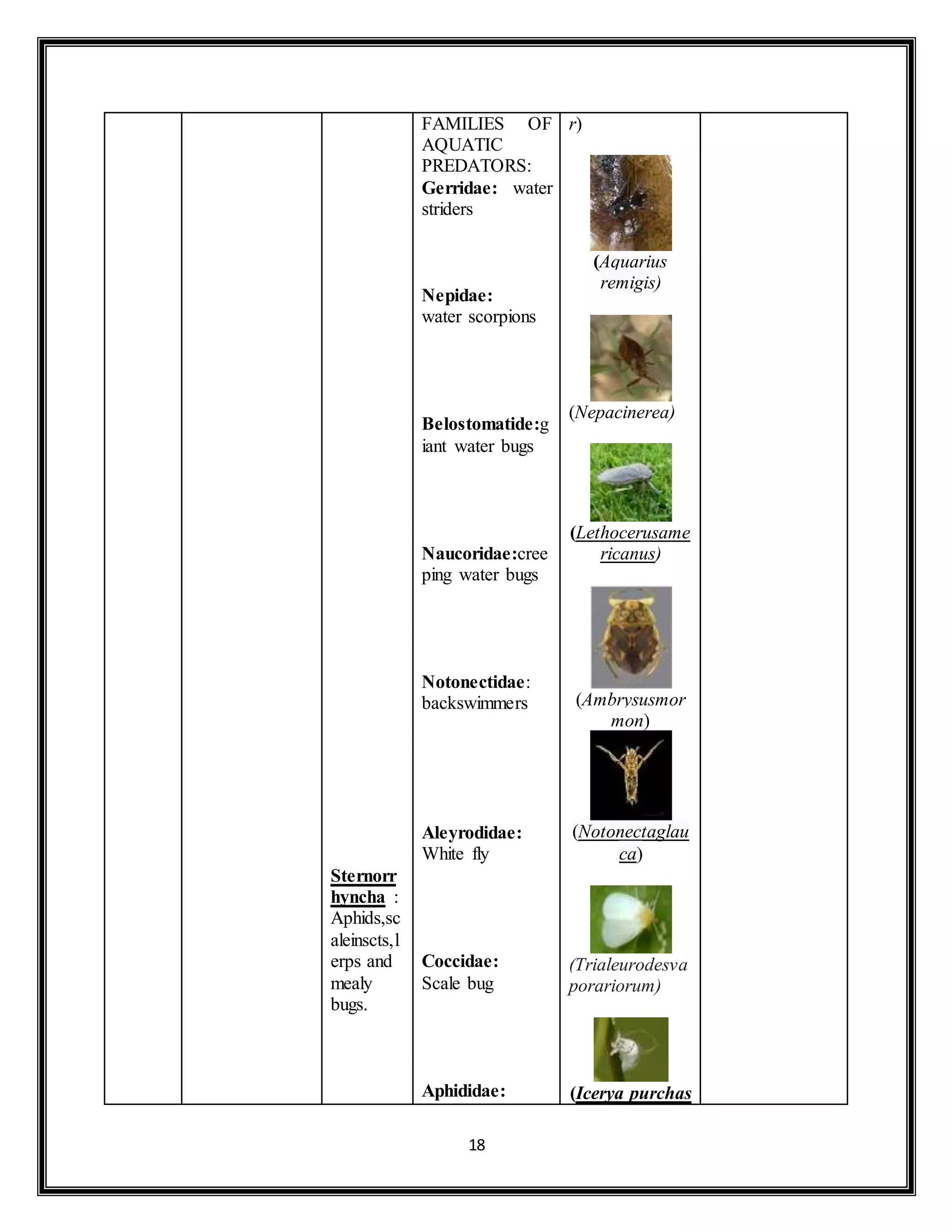 Classification of insects assignment | DOCX