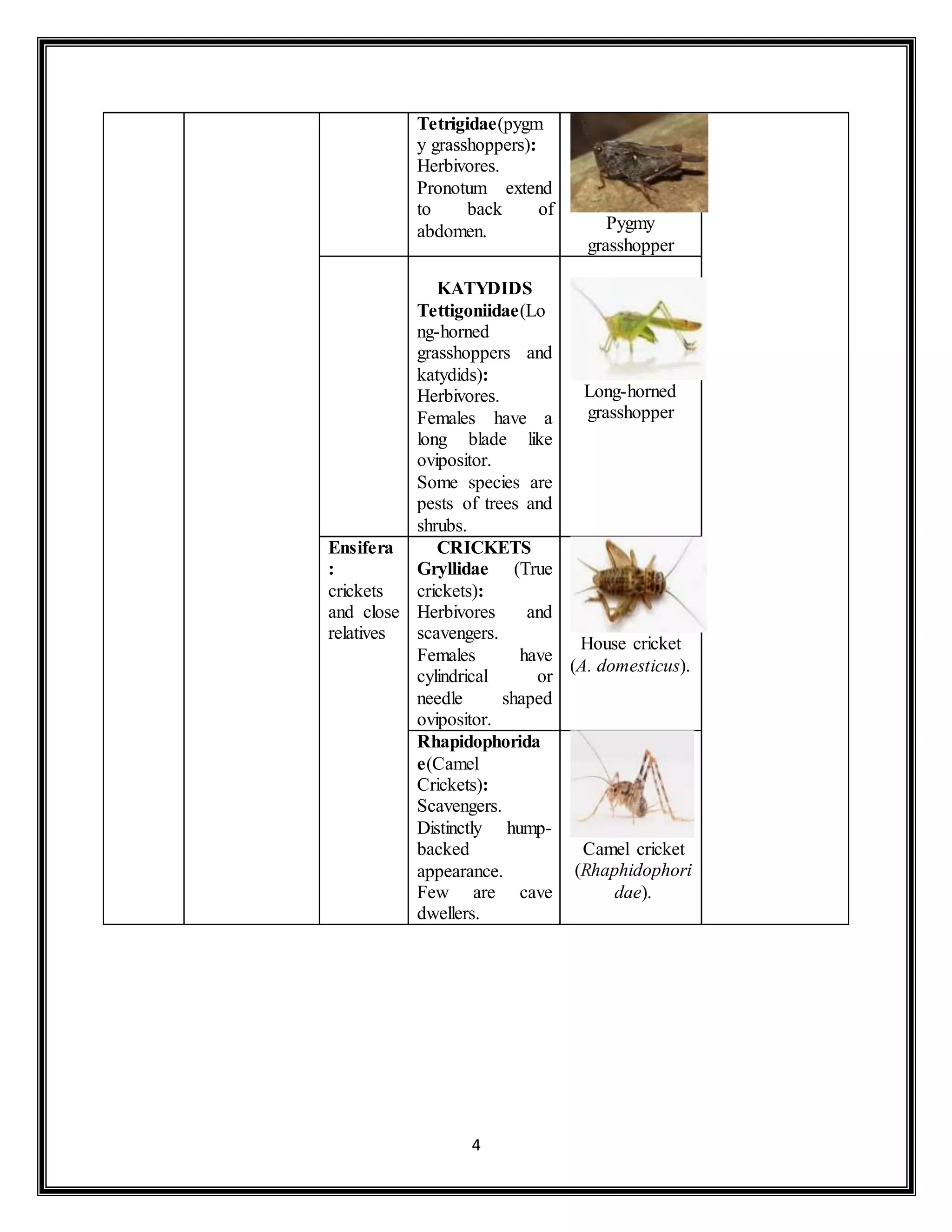 Classification of insects assignment | DOCX