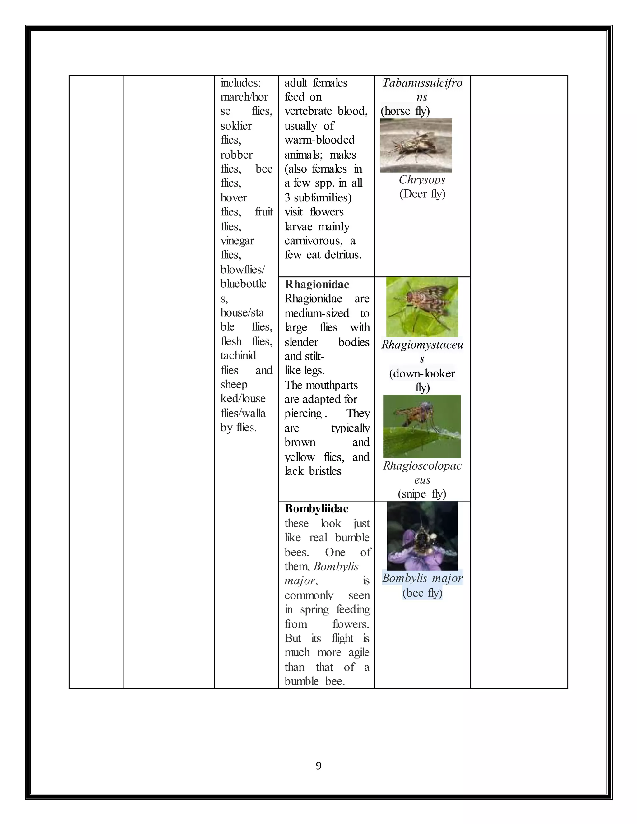 Classification of insects assignment | DOCX