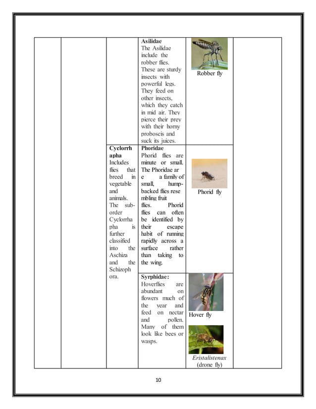 Classification of insects assignment | DOCX