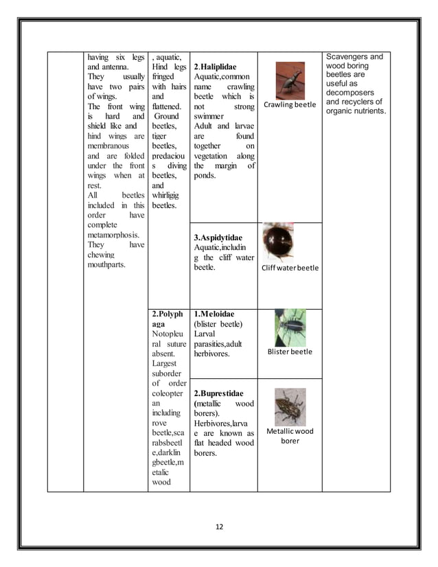 Classification of insects assignment | DOCX