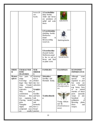Classification of insects assignment | DOCX