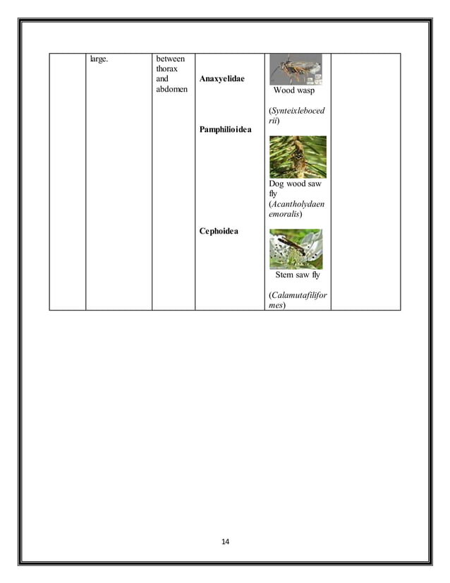 Classification of insects assignment | DOCX