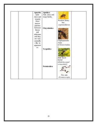 Classification of insects assignment | DOCX