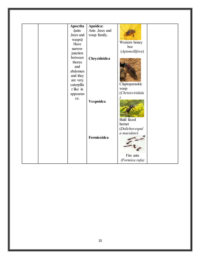 Classification of insects assignment | DOCX