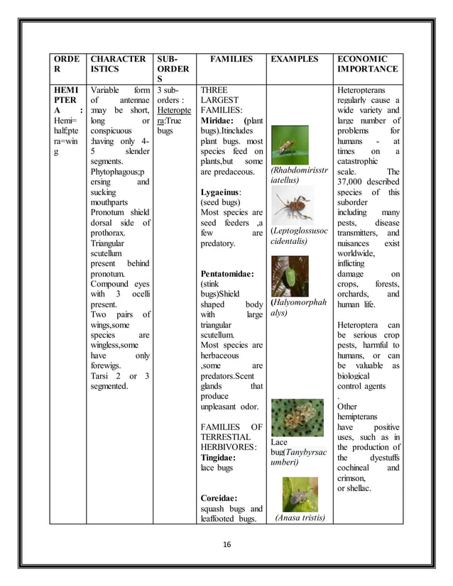 Classification of insects assignment | DOCX