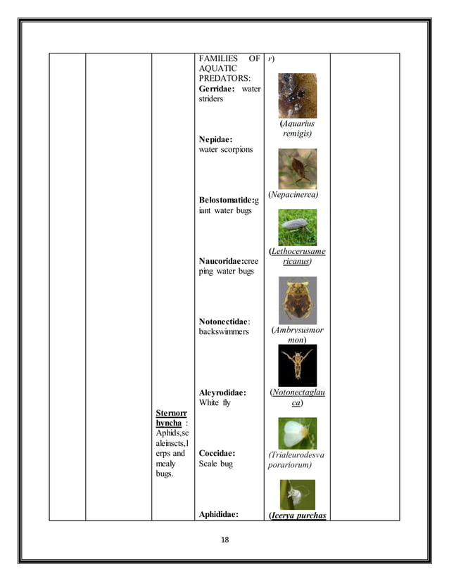 Classification of insects assignment | DOCX
