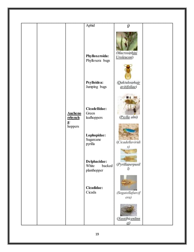 Classification of insects assignment | DOCX