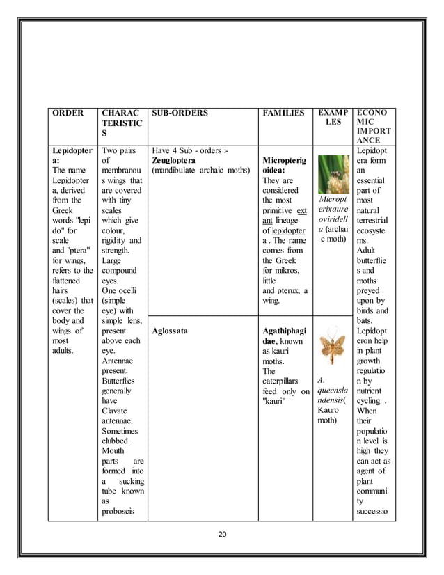 Classification of insects assignment | DOCX