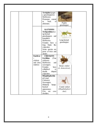 Classification of insects assignment | DOCX
