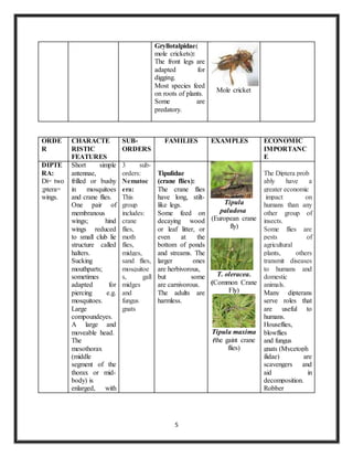 Classification of insects assignment | DOCX