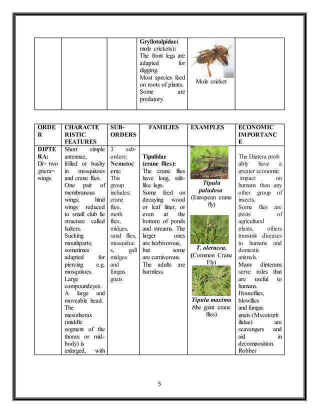 Classification of insects assignment | DOCX