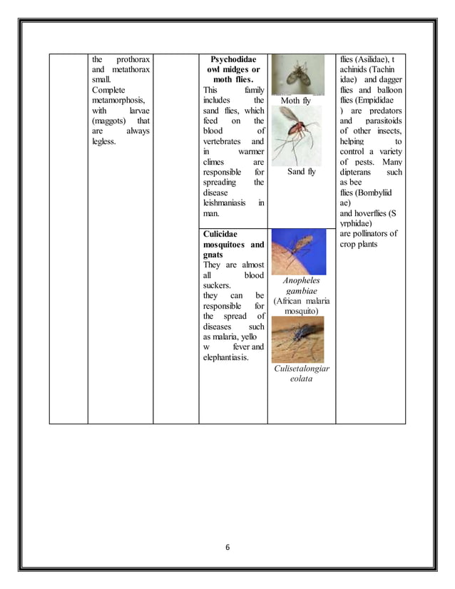 Classification of insects assignment | DOCX