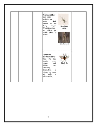 Classification of insects assignment | DOCX
