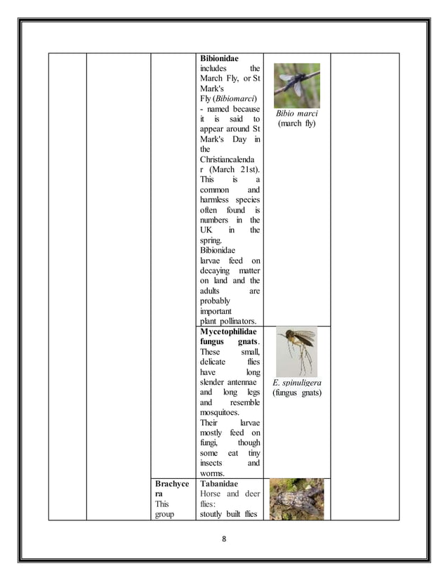Classification of insects assignment | DOCX
