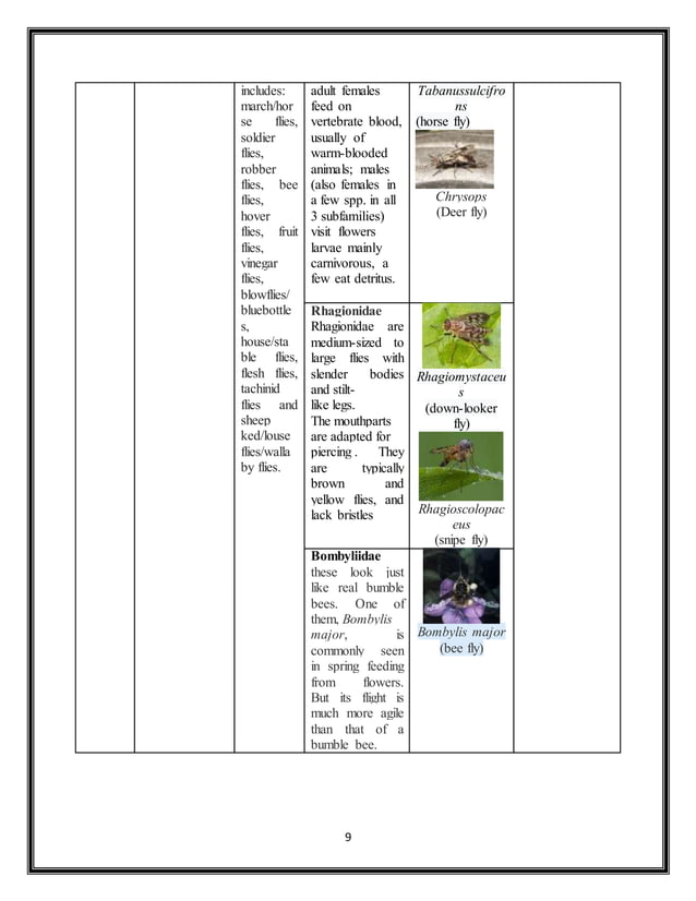 Classification of insects assignment | DOCX
