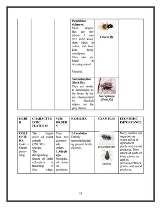 Classification of insects assignment | PDF