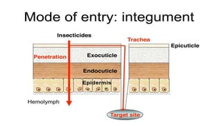 Classification of insecticides on the basis of their mode of entrry | PPTX