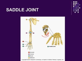 Saddle Joint Diagram