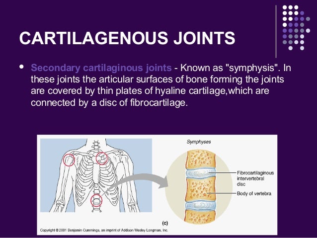 anatomy of joints