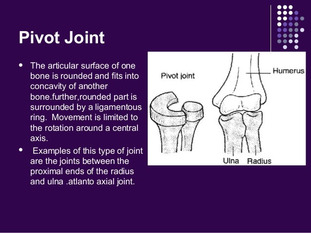anatomy of joints