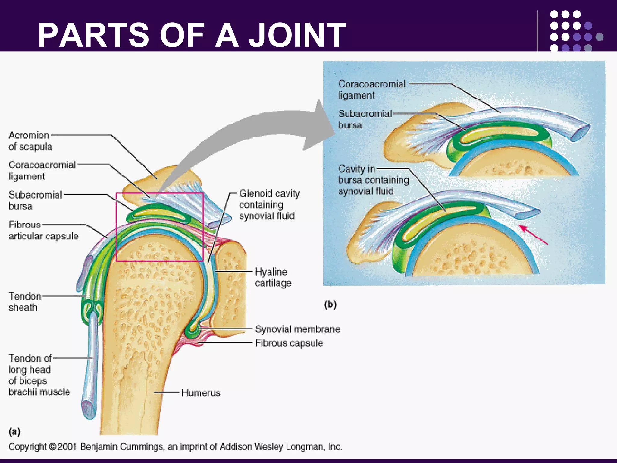 Classification of joints | PPT