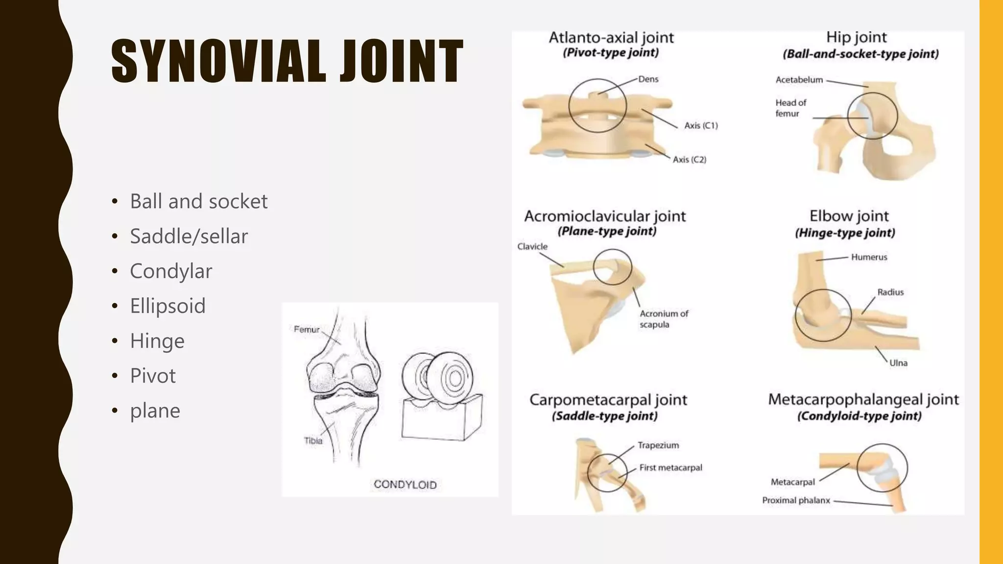 Classification of joints | PPTX