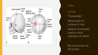 Classification of joints | PPTX