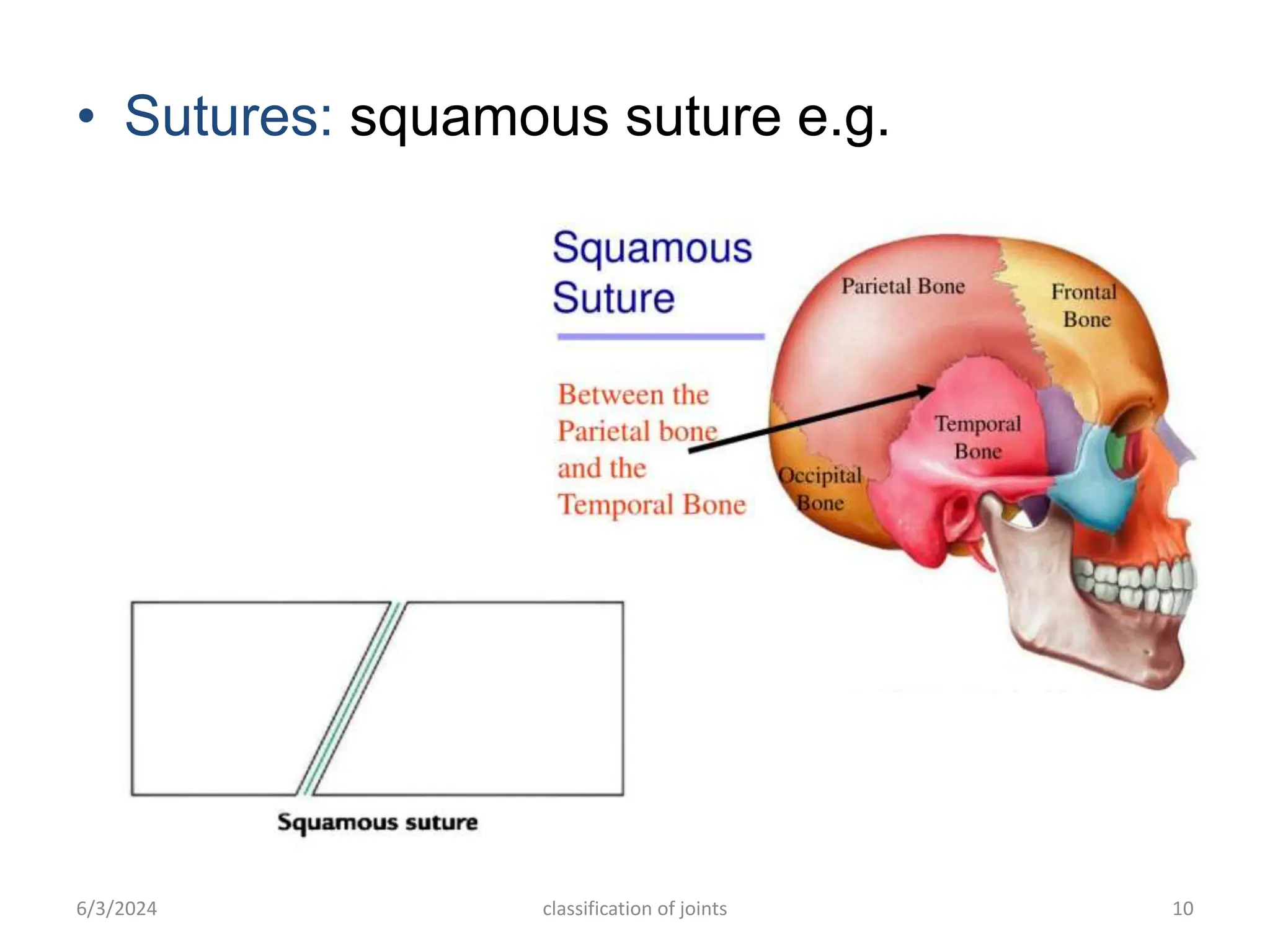 Classification of joints - general anatomy presentation | PPTX