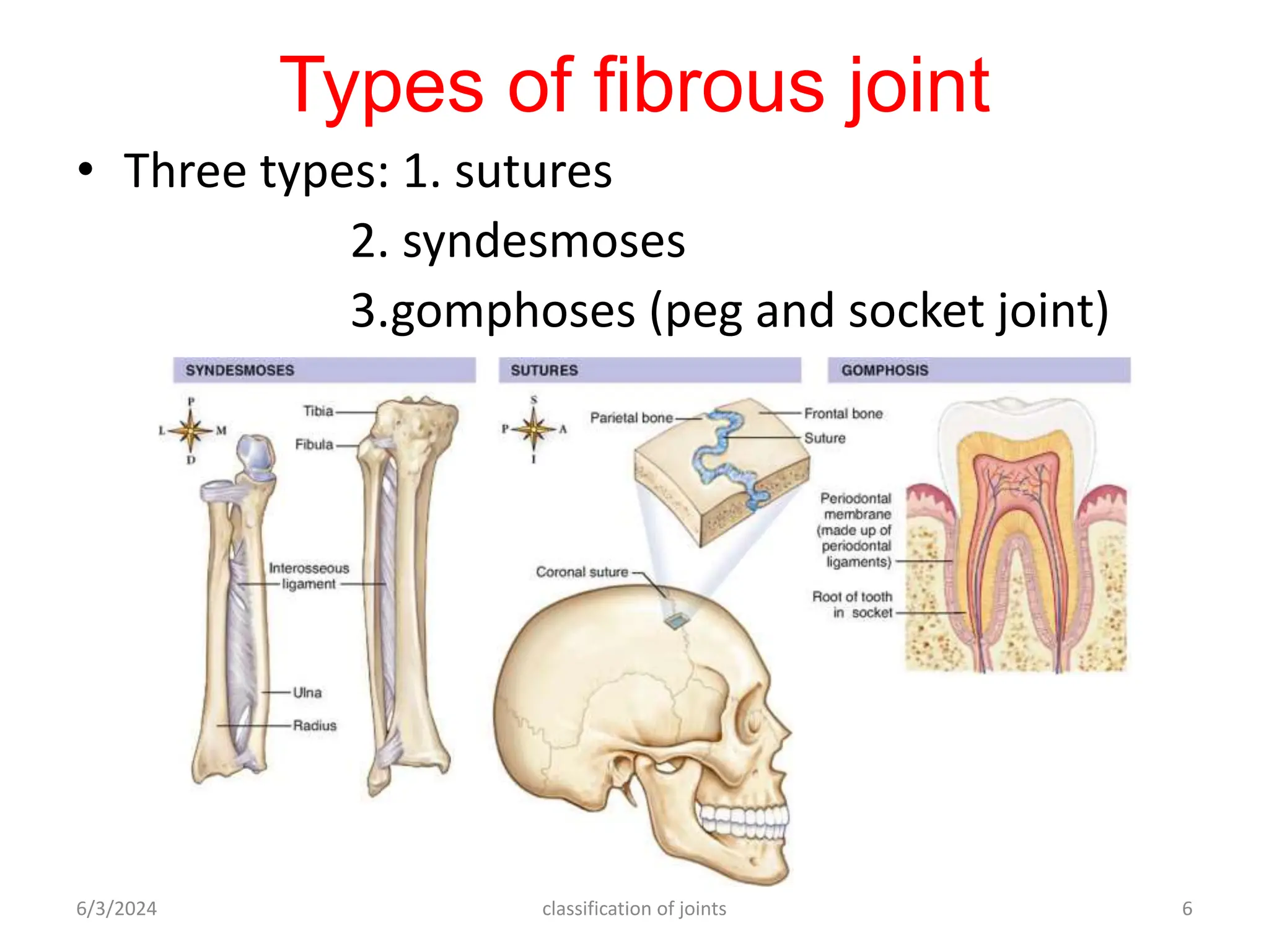 Classification of joints - general anatomy presentation | PPTX