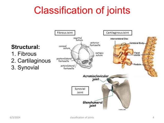 Classification of joints - general anatomy presentation | PPTX