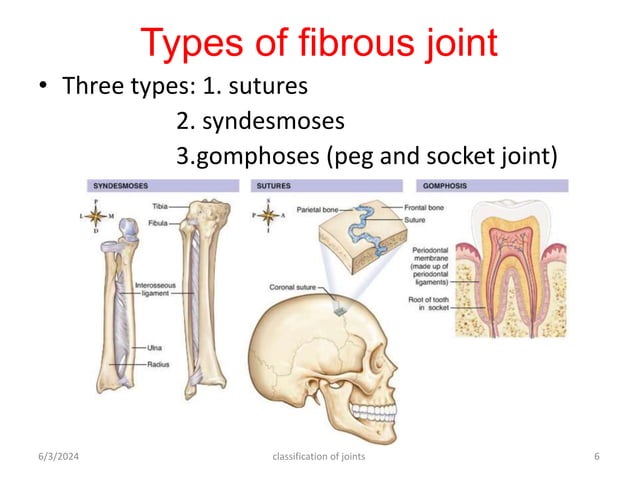 Classification of joints - general anatomy presentation | PPTX