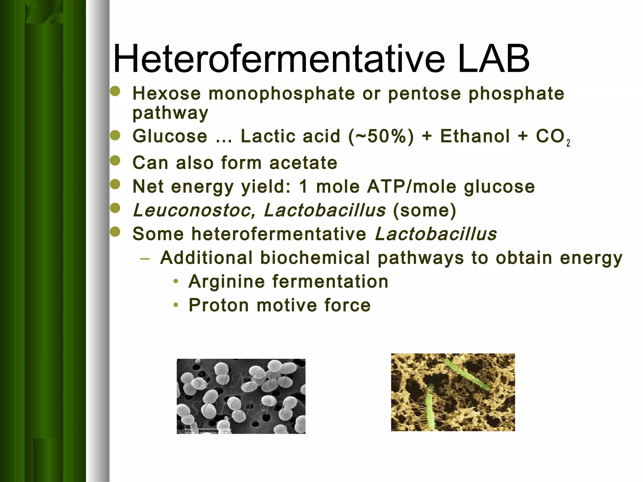 Classification of Lactic acid bacteria | PPT