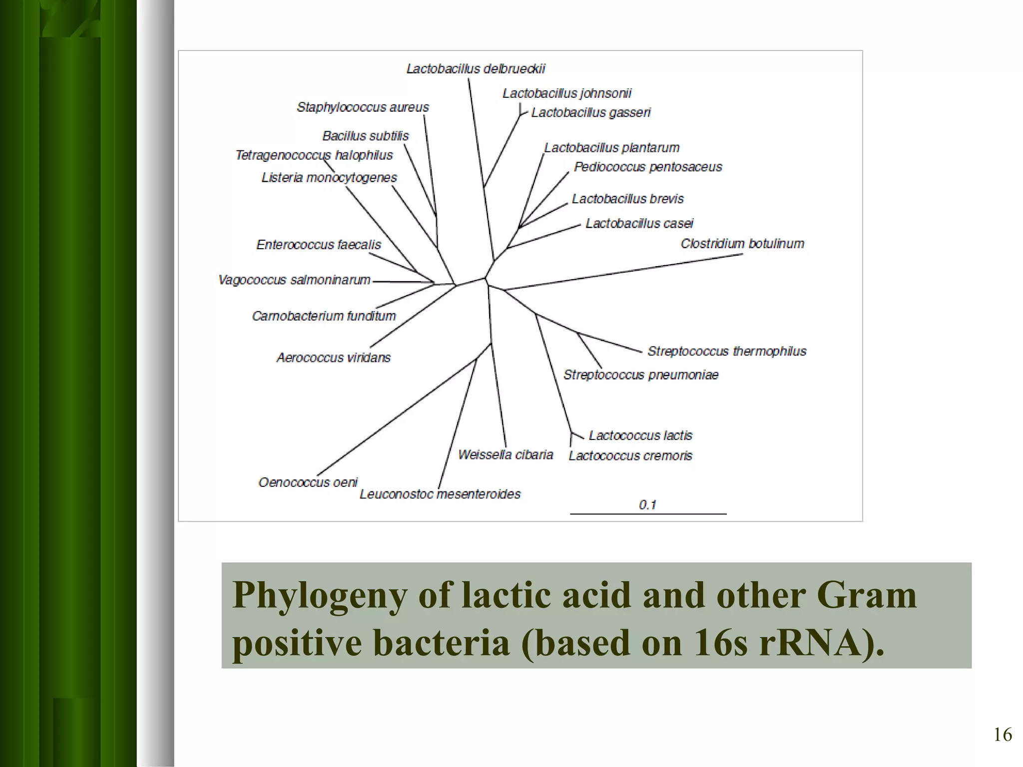 Classification of Lactic acid bacteria | PPT