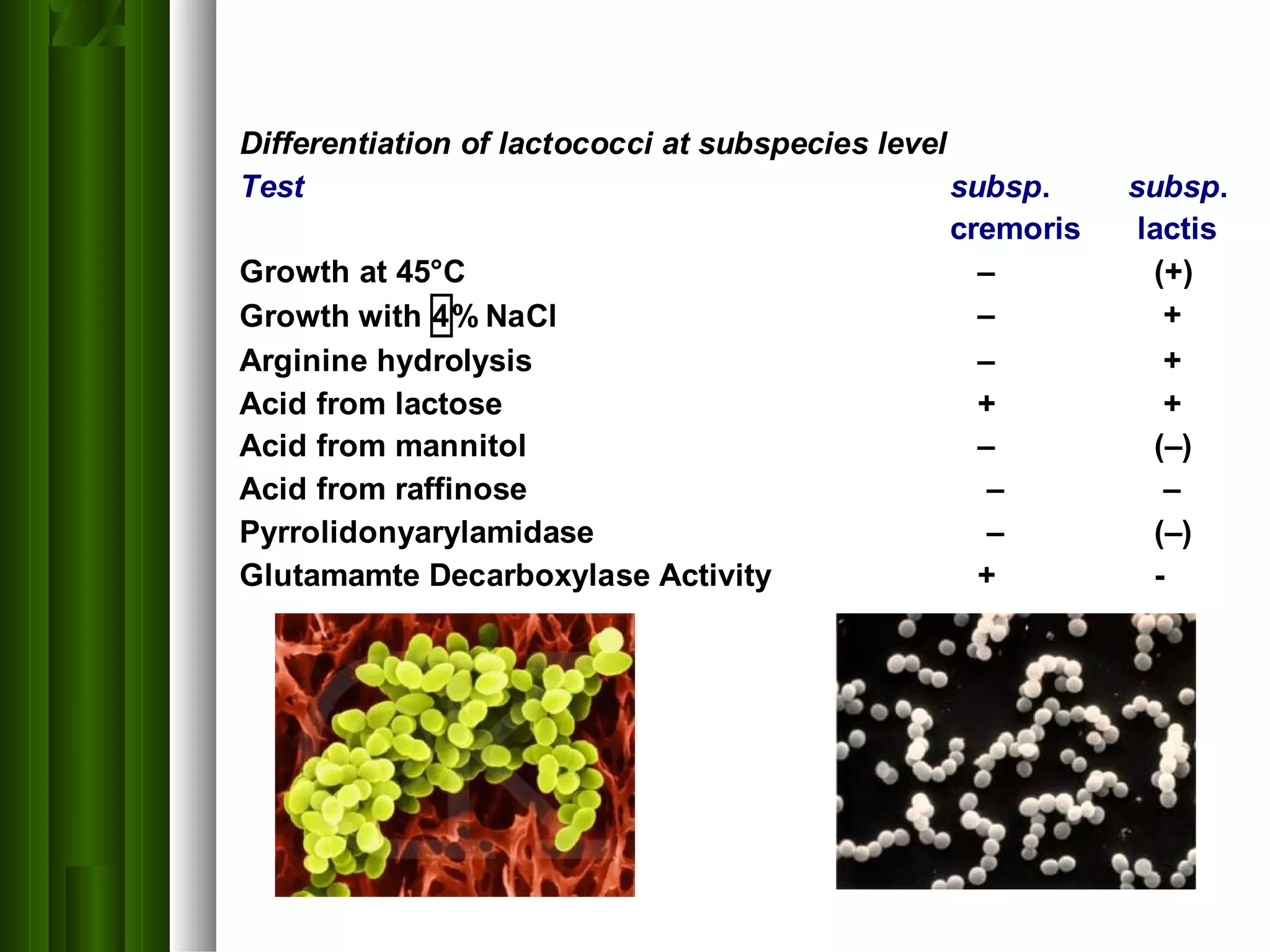 Classification of Lactic acid bacteria | PPT