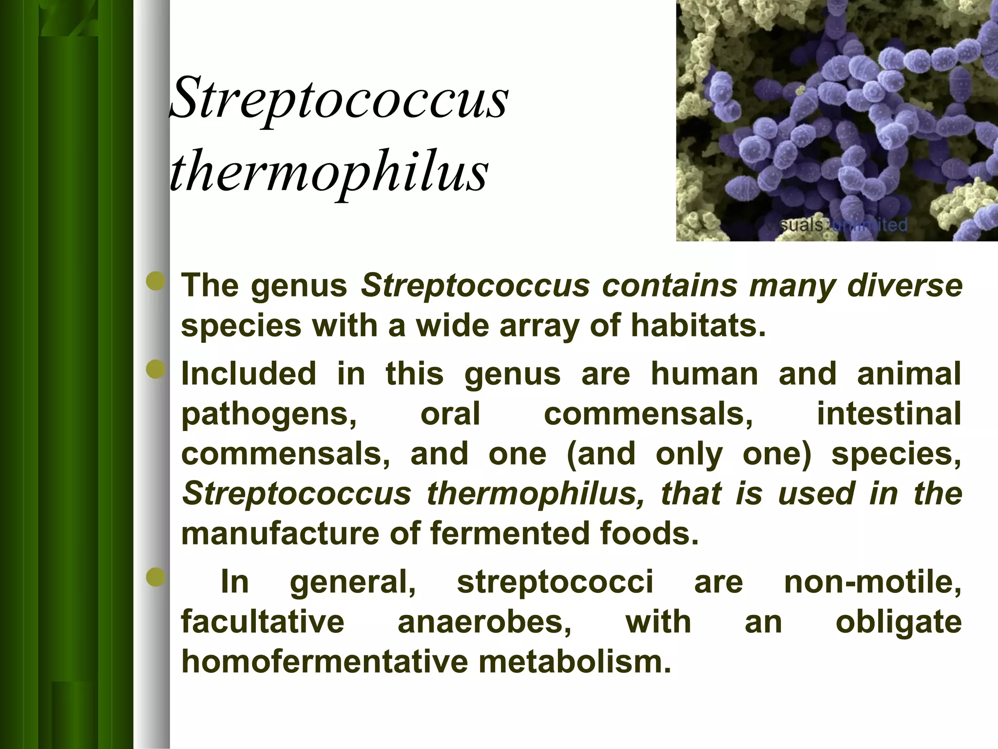 Classification of Lactic acid bacteria | PPT