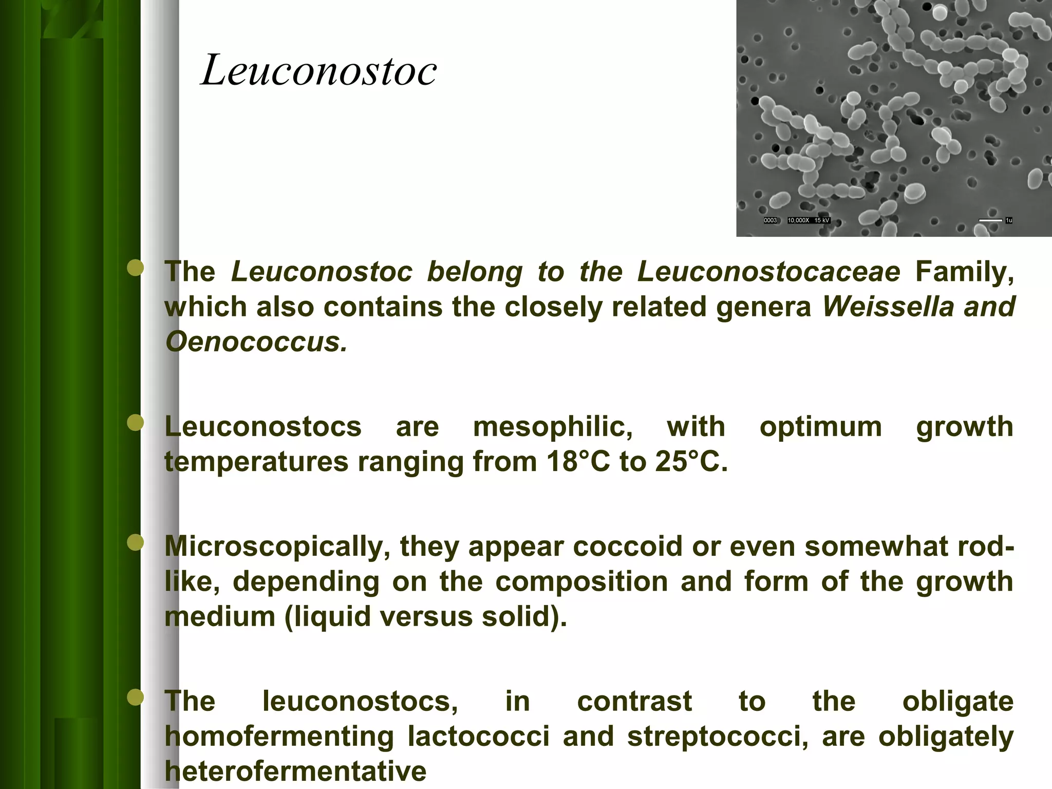 Classification of Lactic acid bacteria | PPT