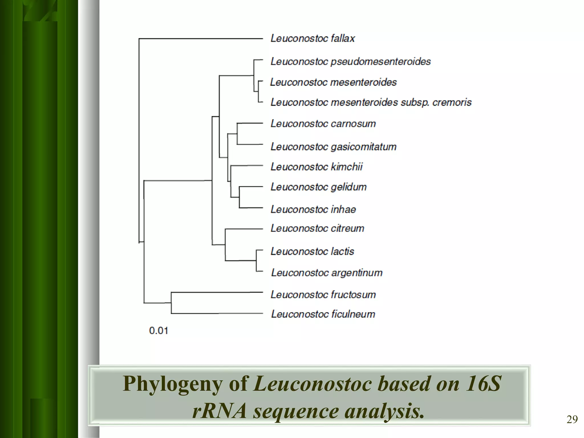 Classification of Lactic acid bacteria | PPT