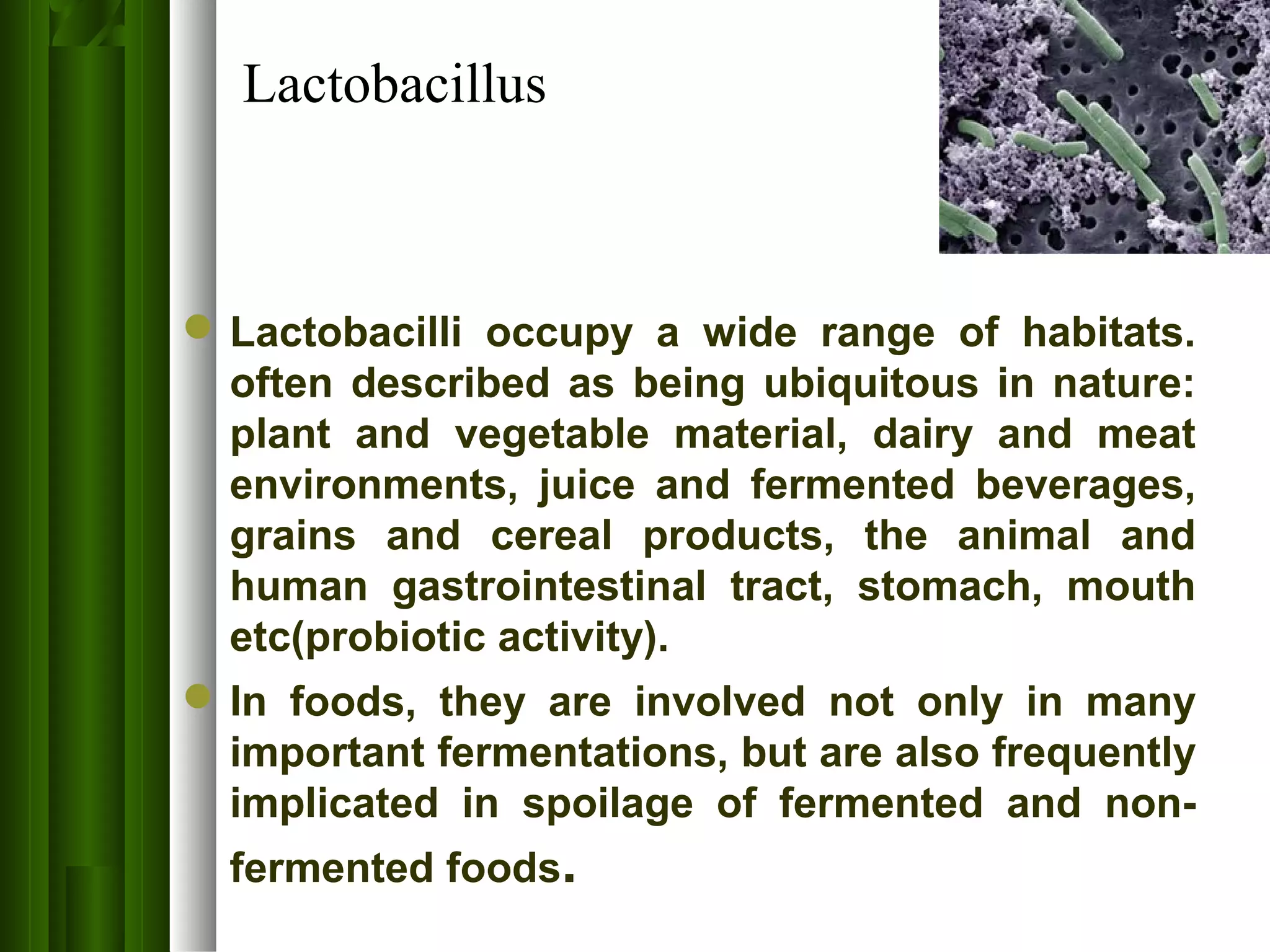 Classification of Lactic acid bacteria | PPT
