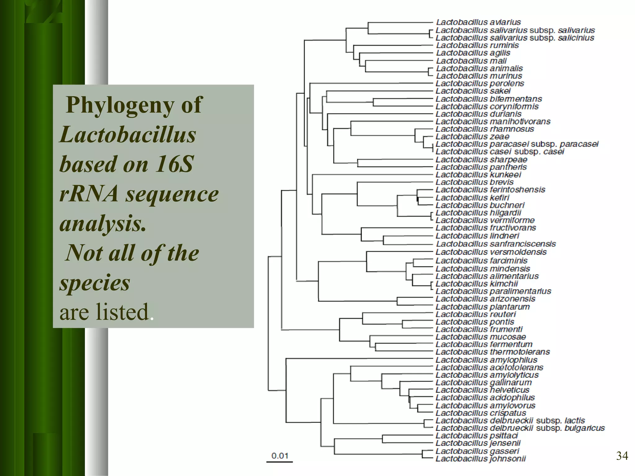 Classification of Lactic acid bacteria | PPT